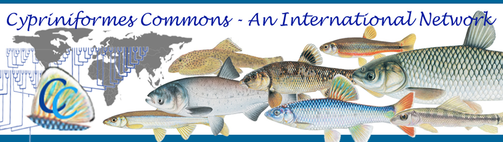 Cypriniformes Commons Home